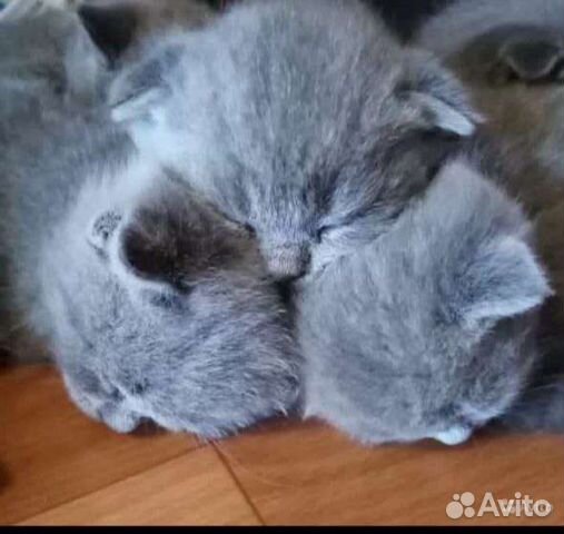 Шотландские котята
