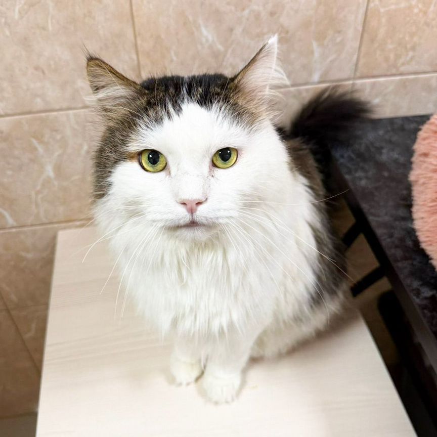 Котик, оставшийся без хозяев