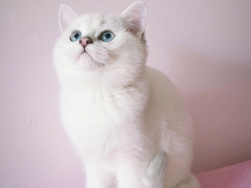 Британский котёнок Леонардо