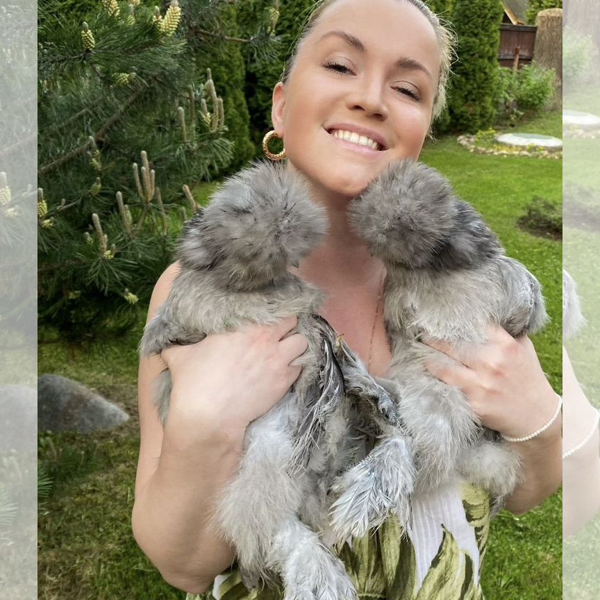 Китайские шелковые куры и падуаны