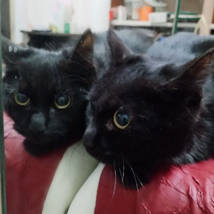 Кошечка плюшечка