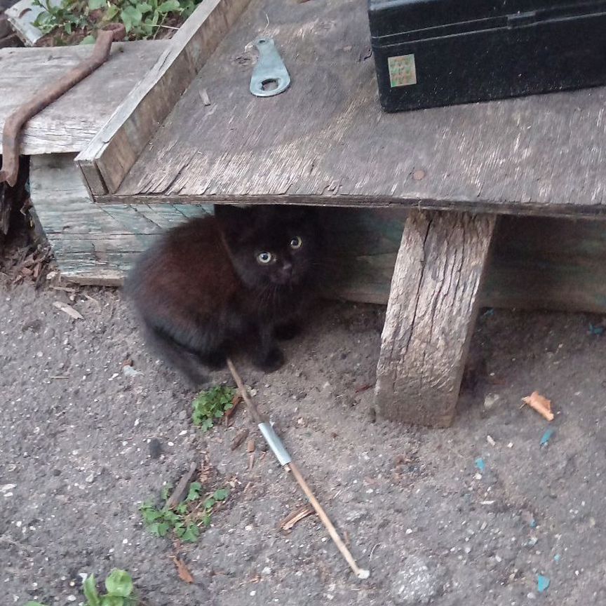 Котята помесь
