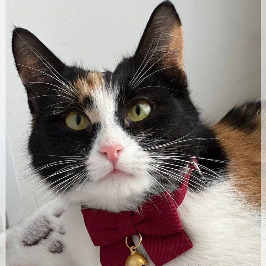 Взрослая, Девочка кошка в добрые руки