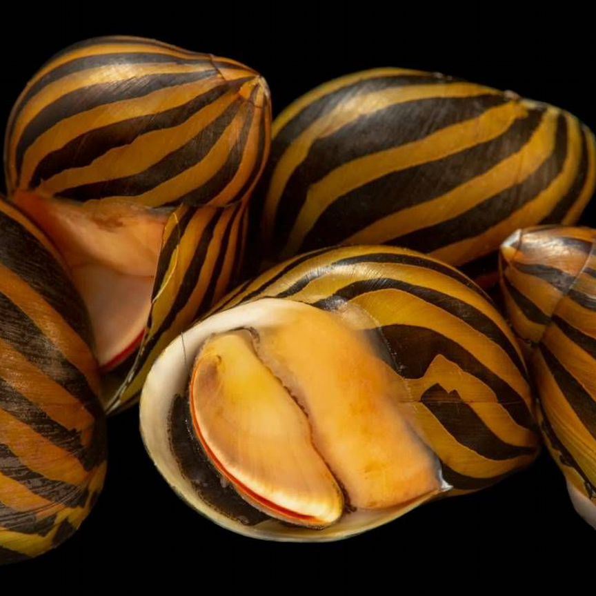 Улитка зебра неритина - Neritina natalensis