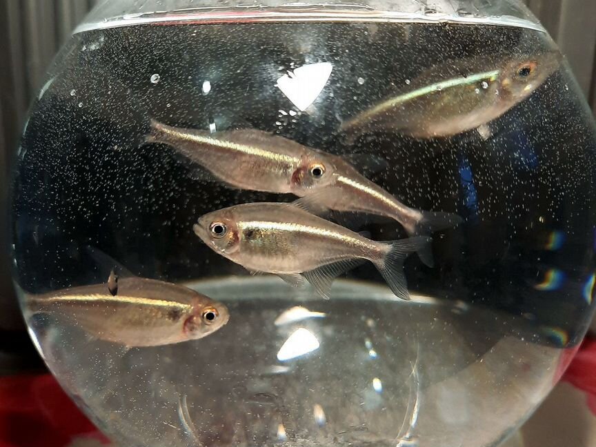 Чёрный неон