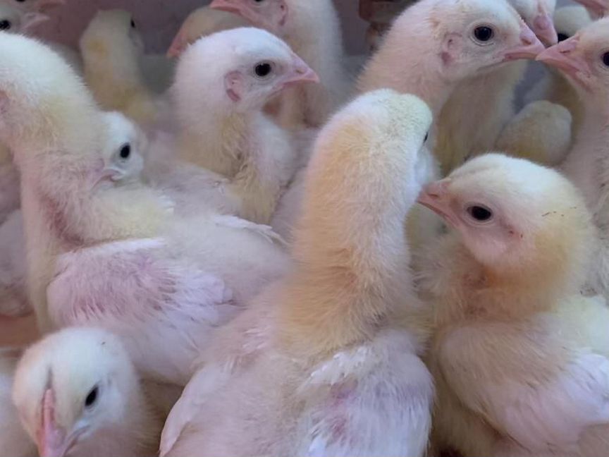 Цыплята бройлеры