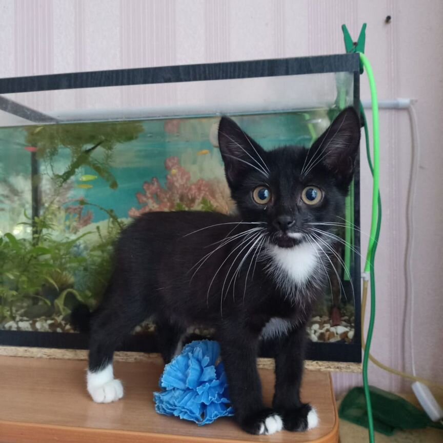 Котик очень хочет домой