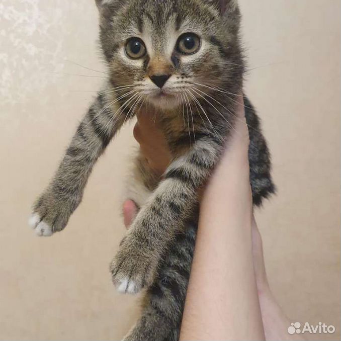 Рысик ищет дом