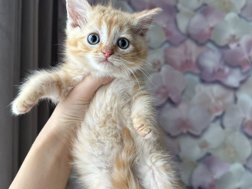 Котята в заботливые руки