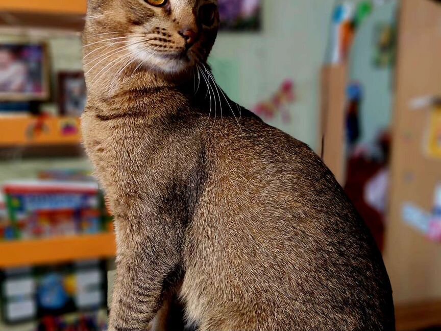 Абисинский кот