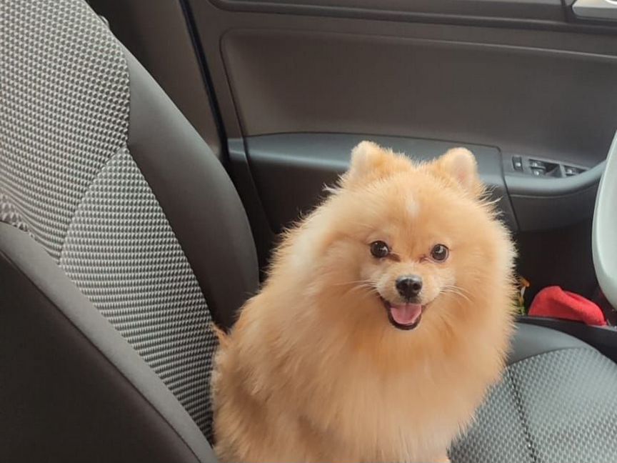 Маленькая собачка шпиц