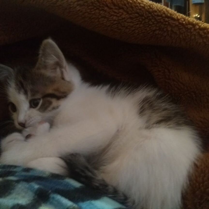 Котик 1.5 месяца