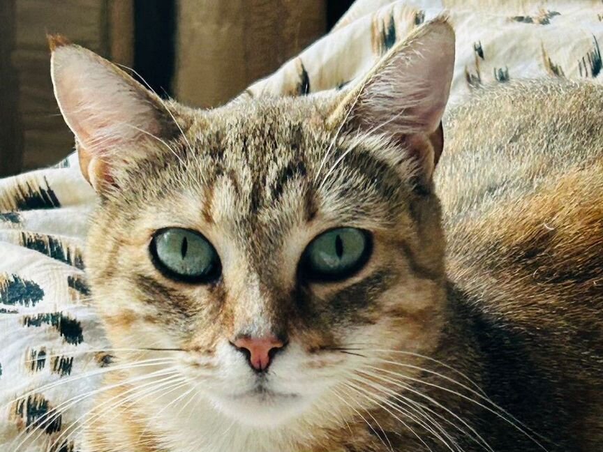 Кошечка Катюша ищет дом