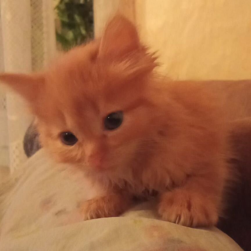 Котенок (девочка) рыженькая