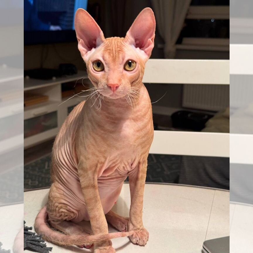 Донской сфинкс котёнок