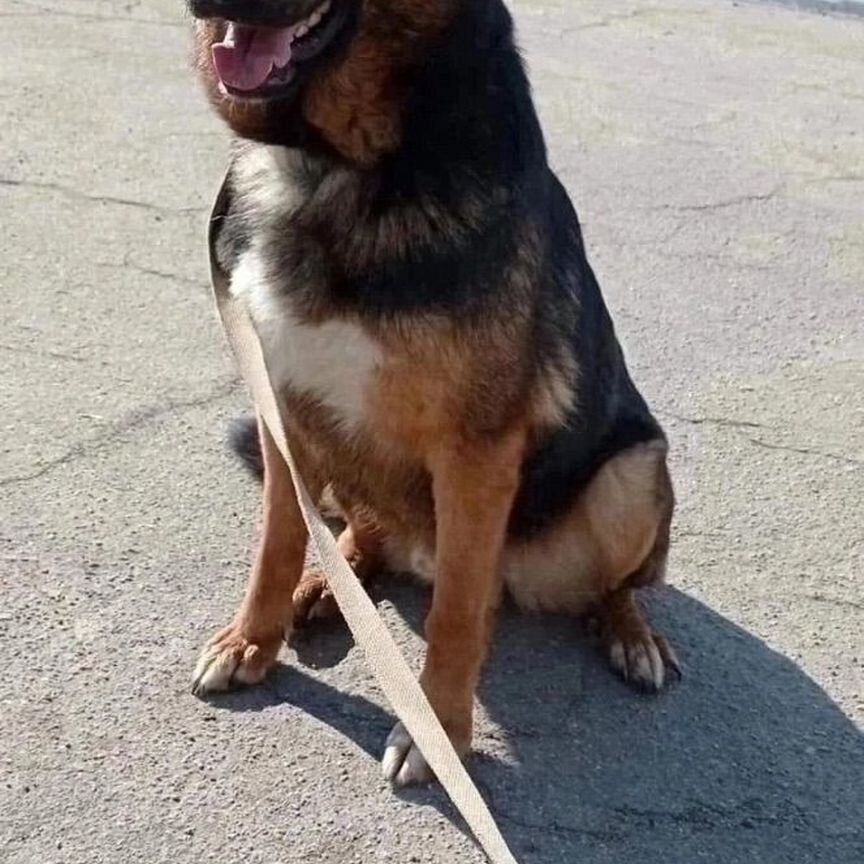 Верный друг