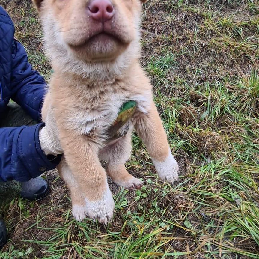 Капибара ищет дом