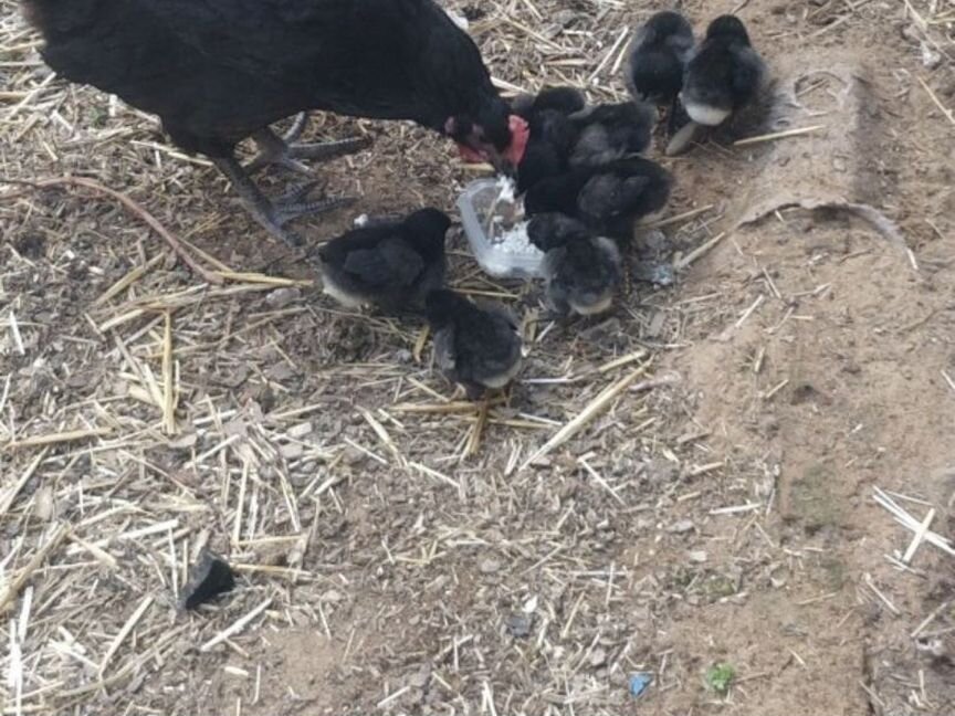 Клуша с цыплятами