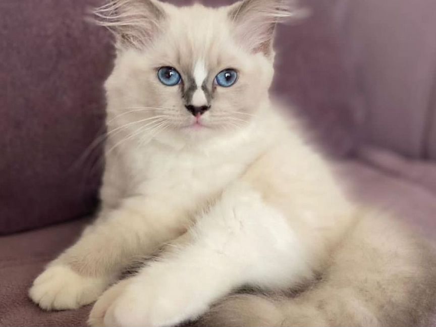 Котята рэгдолл