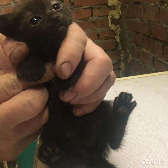 Котенок малыш ищет дом.Пропадает на заводе