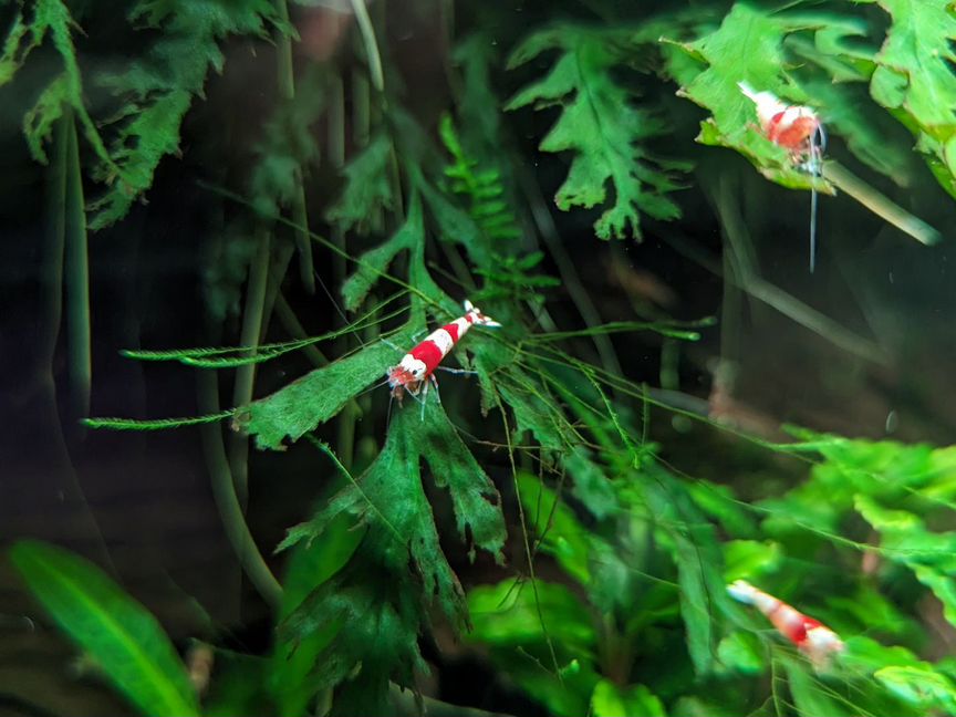 Креветки кристаллы красные