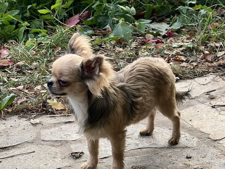 Соболиная девочка чихуа длинношерстная