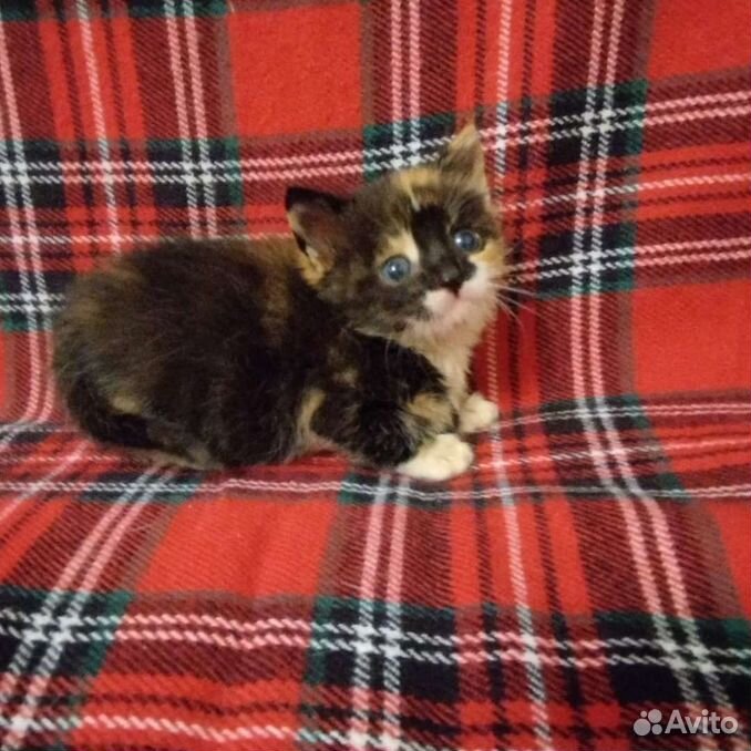 Котенок в добрые руки. Кошка 1 месяц