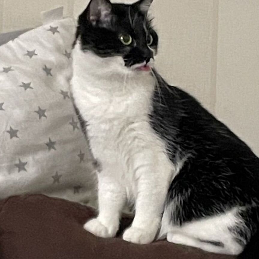 Отдам в добрые руки красивейшую кошку