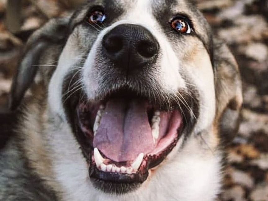 Щенок(ему около года) бесплатно в добрые руки