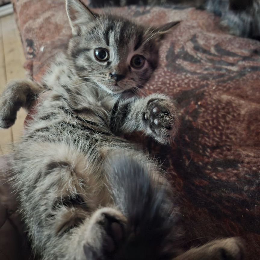 Котёнок в добрые руки