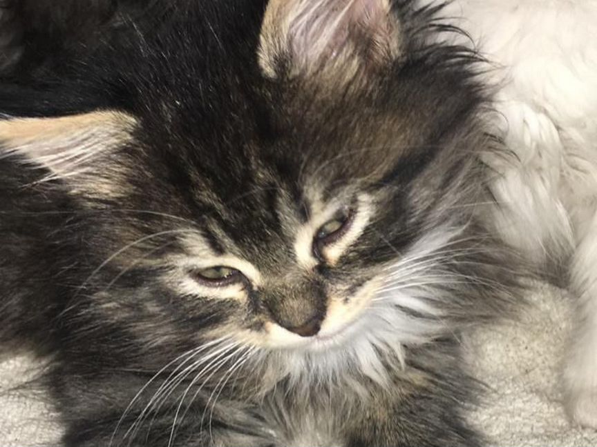 Котята в добрые руки бесплатно