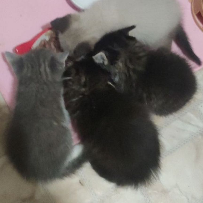 Котята в добрые руки бесплатно