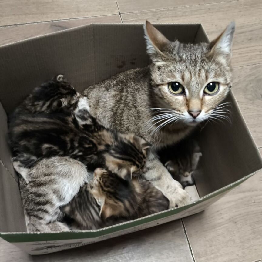 Котёнок в добрые руки