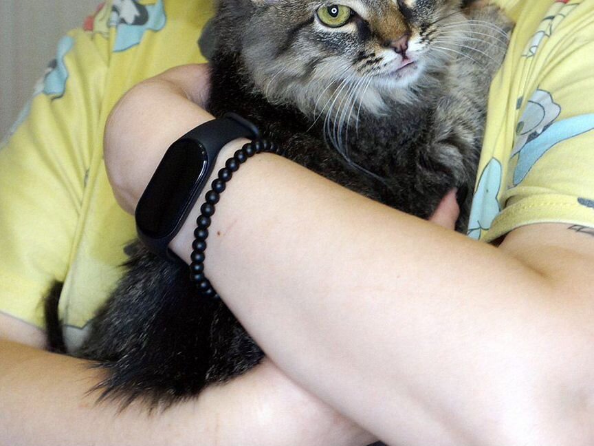 Котёнок мальчик Тиграш в добрые руки