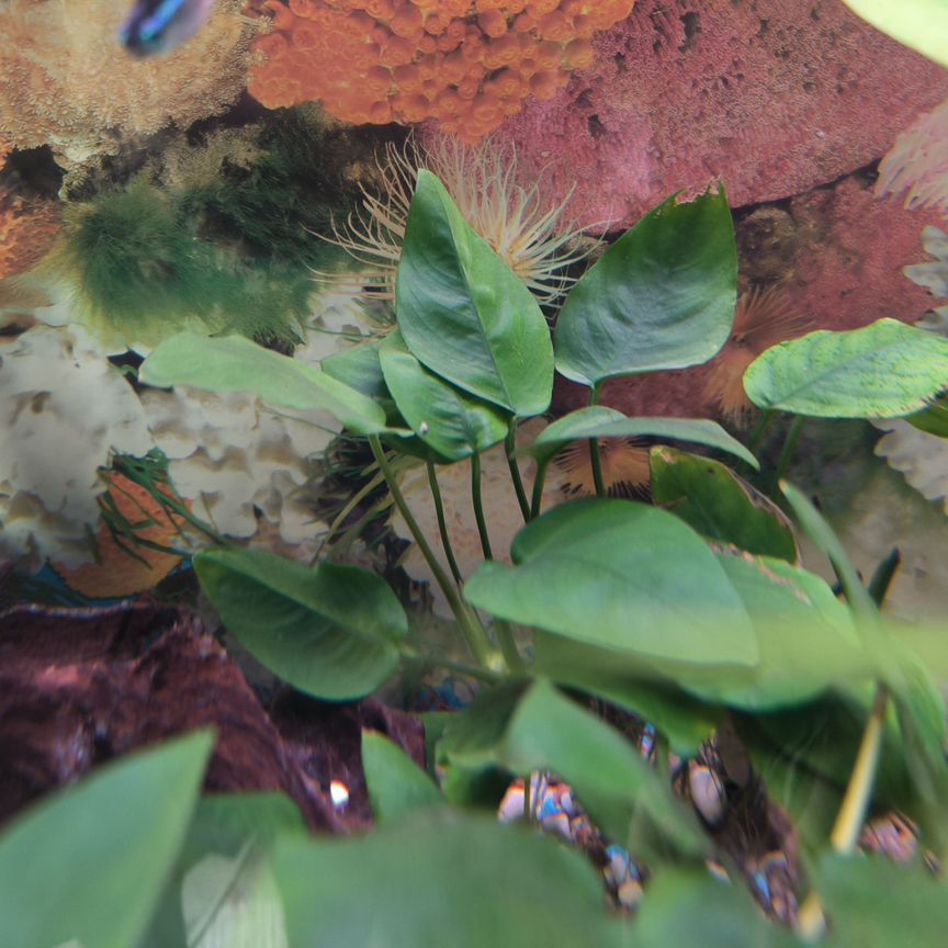 Анубиас бартера