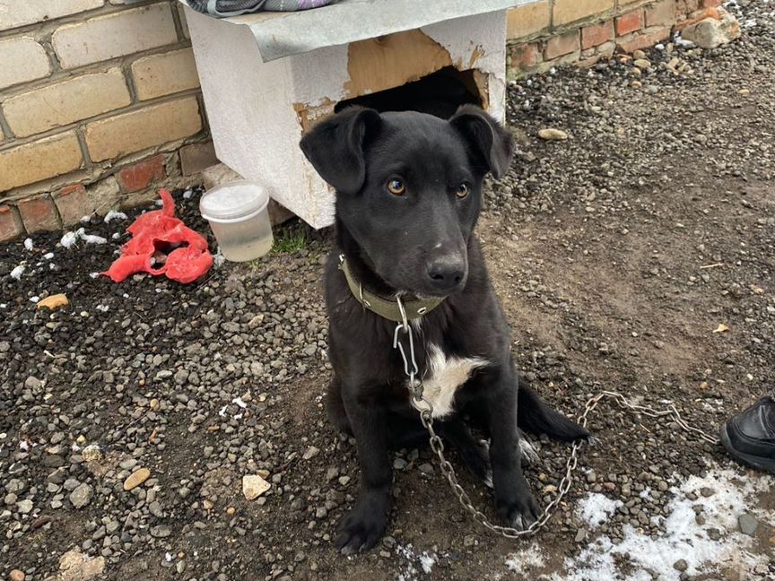 Собака в добрые руки