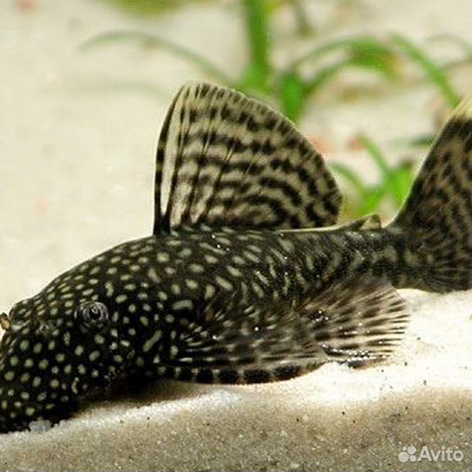 Малинезия белый, анциструс сомик даром