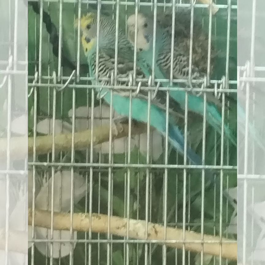 Птенцы, так же взрослые пары волнистых попугаев