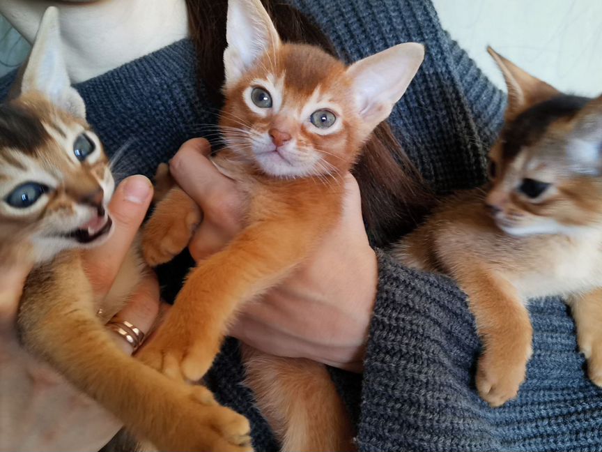 Абиссинские котята