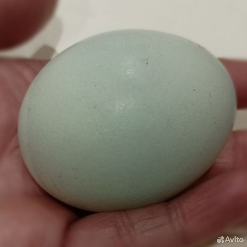 Инкубационные яйцо Амераукана