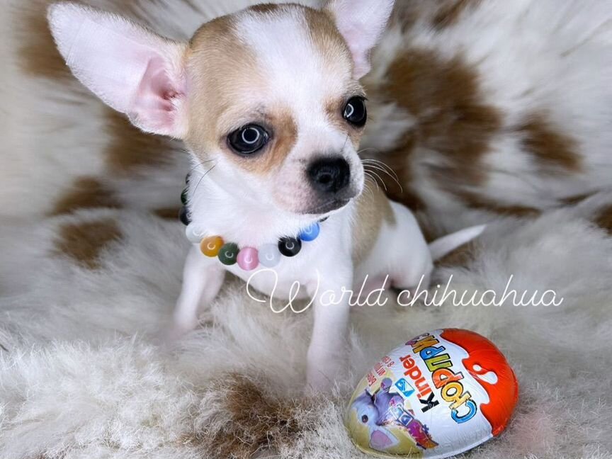 Мини Мальчишка Красавачик