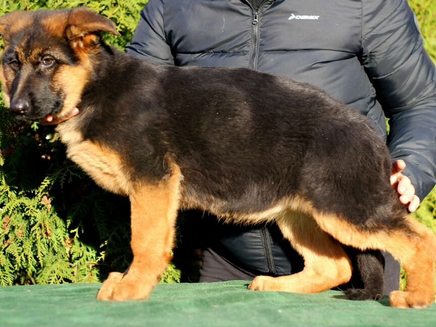 Немецкая овчарка, шенки 3 мес