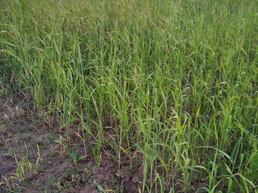 Сено суданки в рулонах