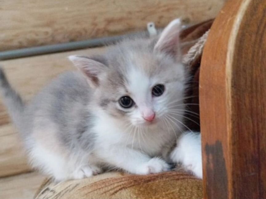 Богатка в нежных тонах