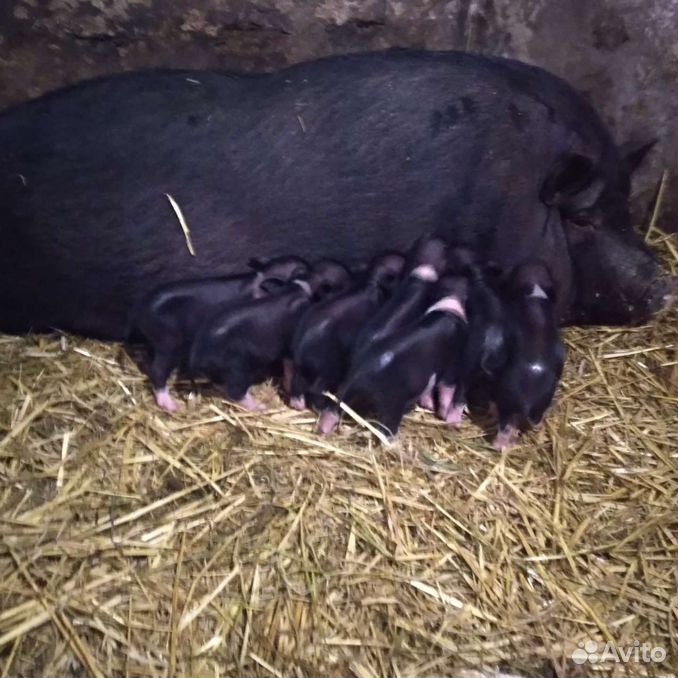 Продам вьетнамских вислобрюхих поросят