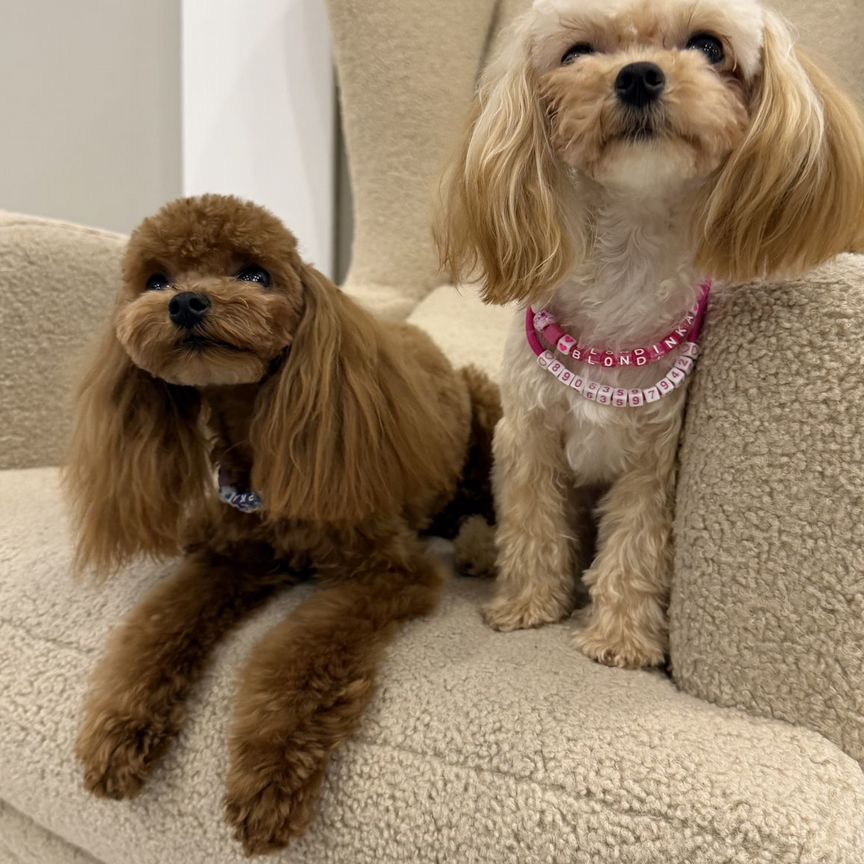 Мальтипу, щенок