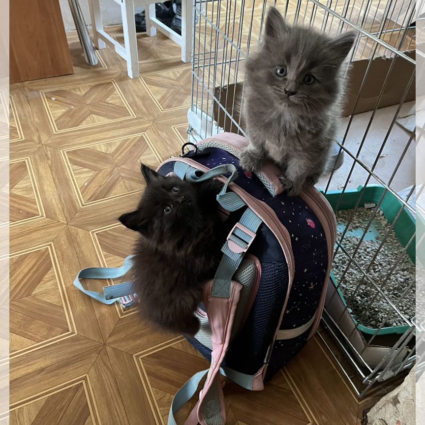 Котёнок в добрые руки