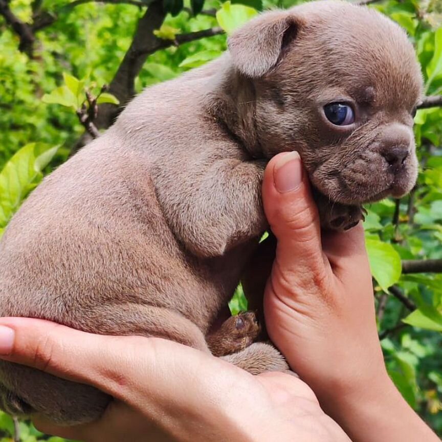 Продам щенков французского бульдога