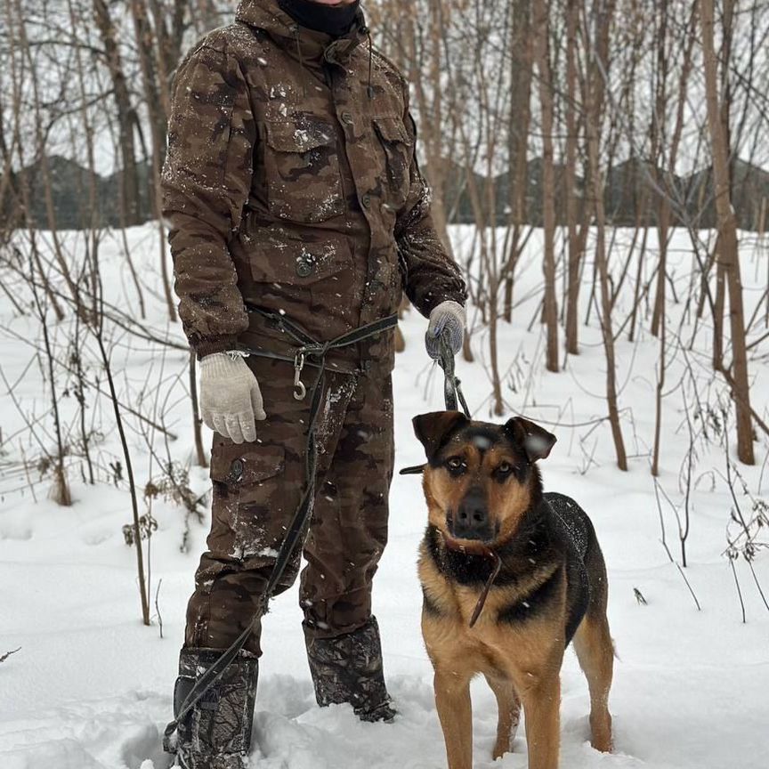 Собаке нужена семья