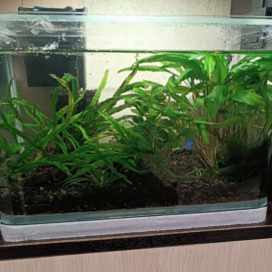 Аквариум на 12 литров
